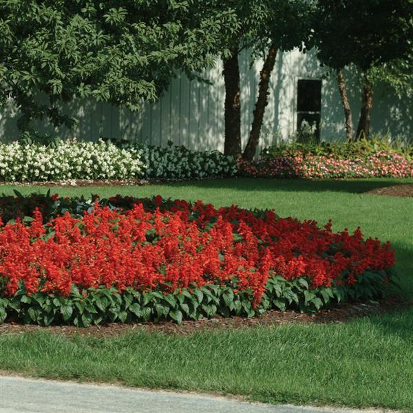 Salvia - Red Hot Sally II – Loweys Produce