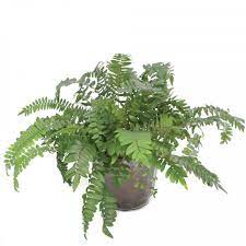 Fern Australian Cliff Brake – Loweys Produce