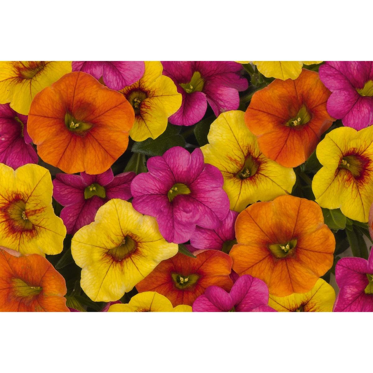 Confetti Garden Hawaiian Kalani – Loweys Produce