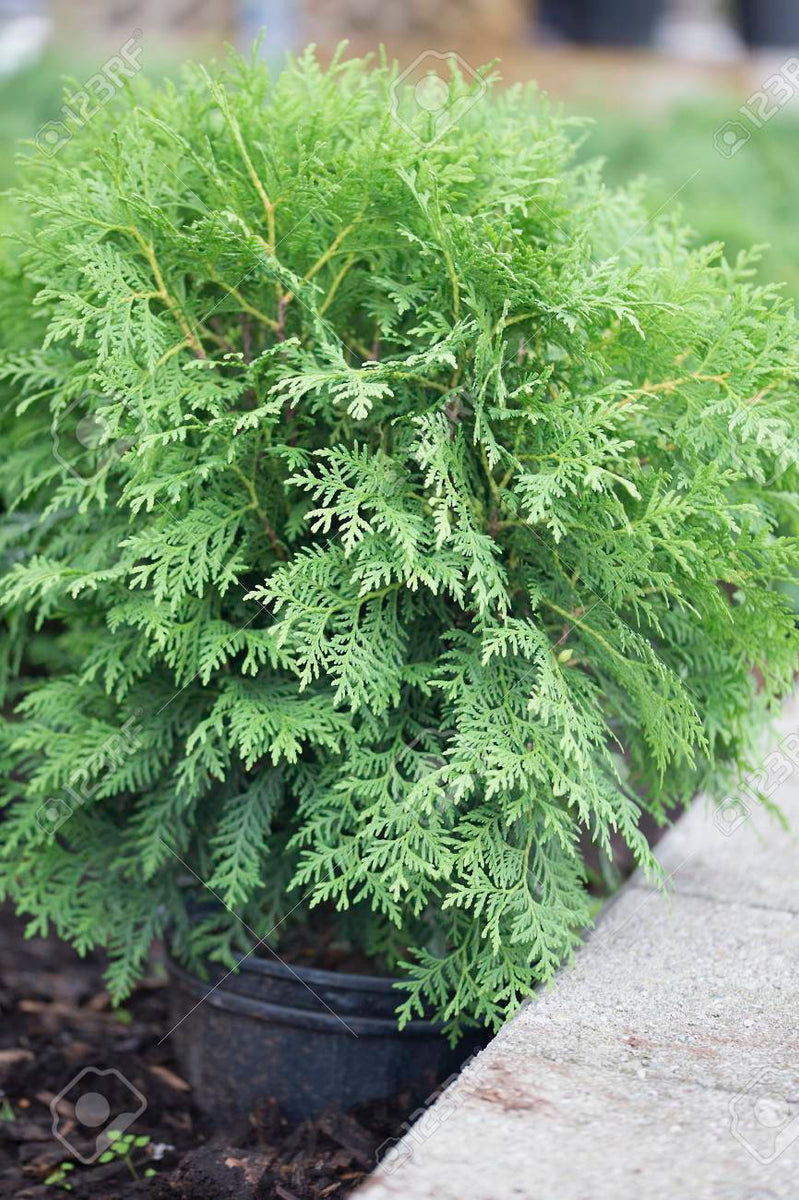 Dwarf Globe Cedar – Loweys Produce