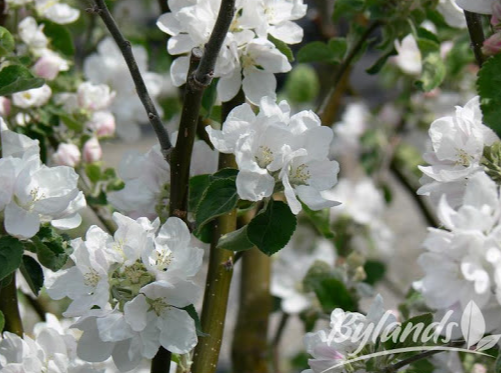 Battleford Apple Tree – Loweys Produce