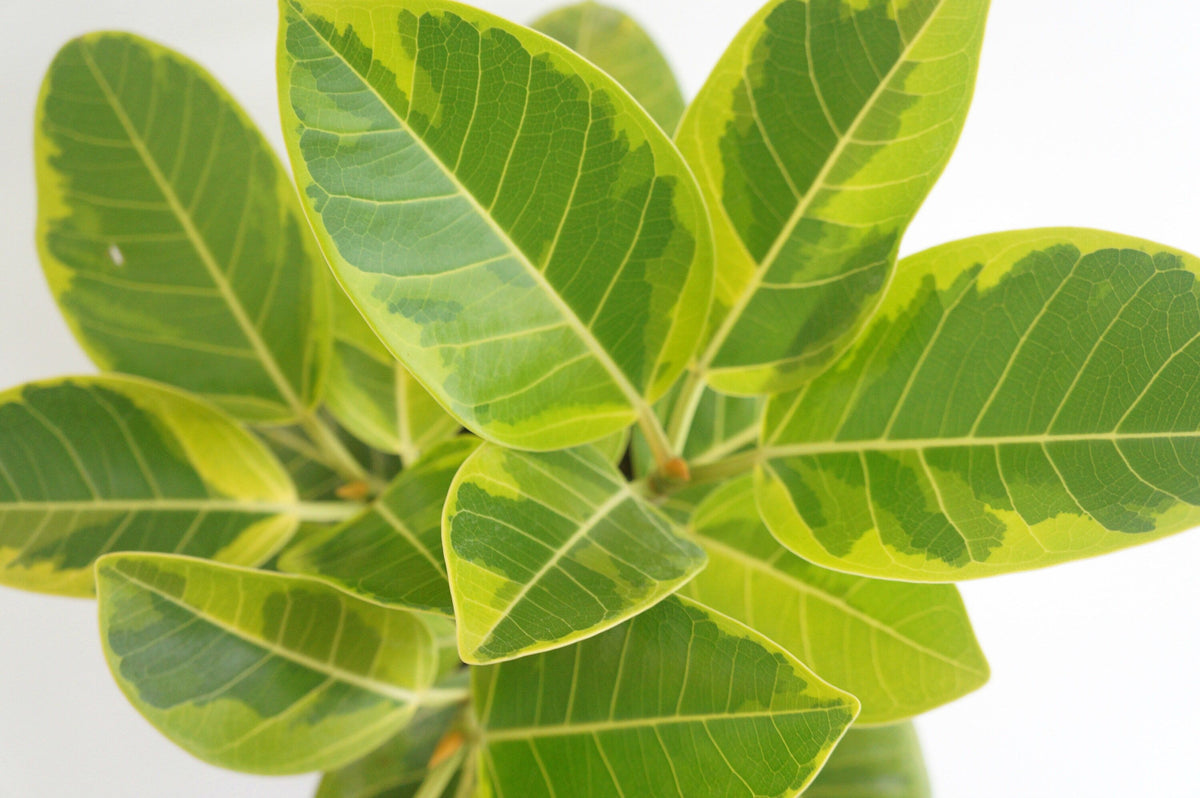 Ficus elastica ‘Yellow Gem’ – Loweys Produce