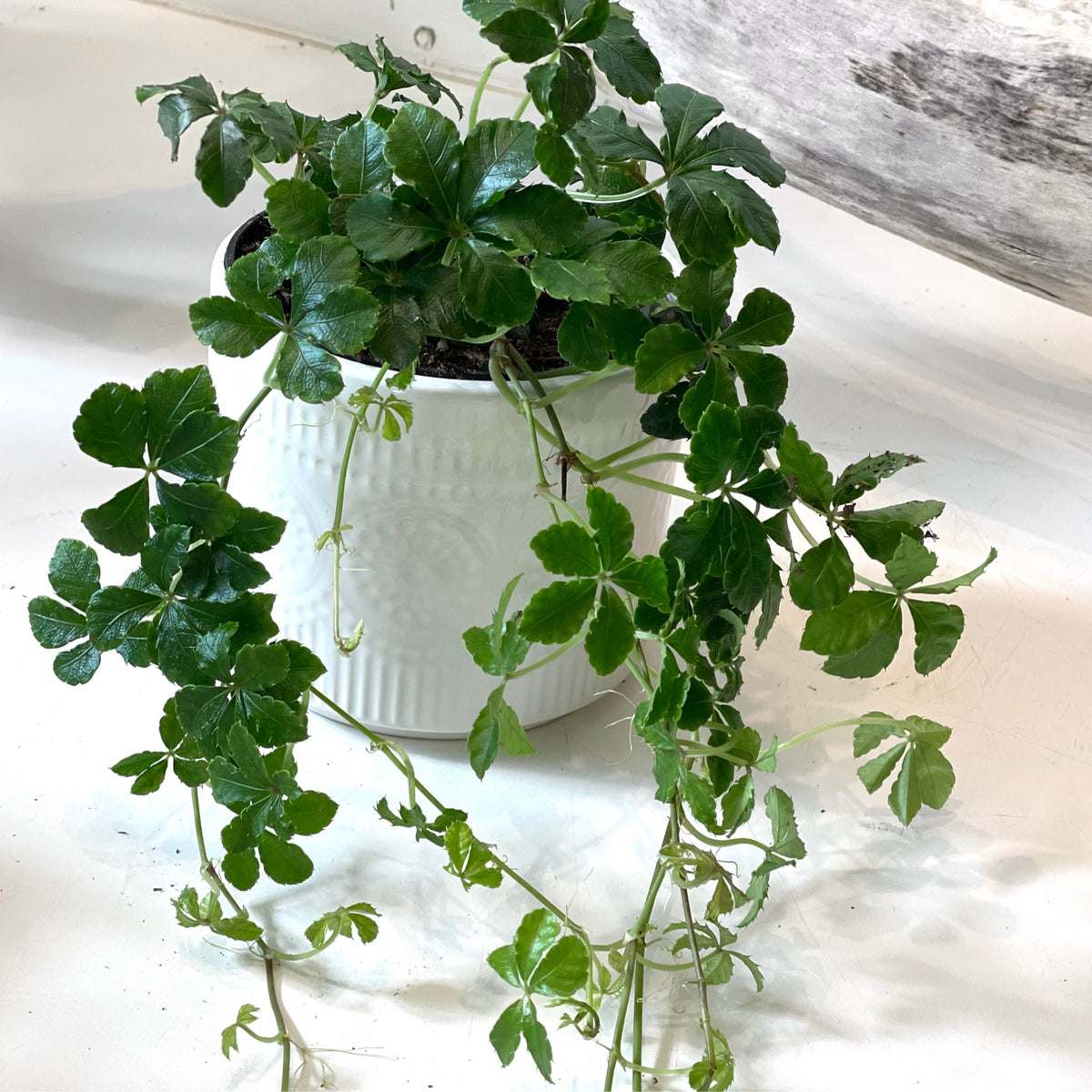 Sugarvine – Loweys Produce