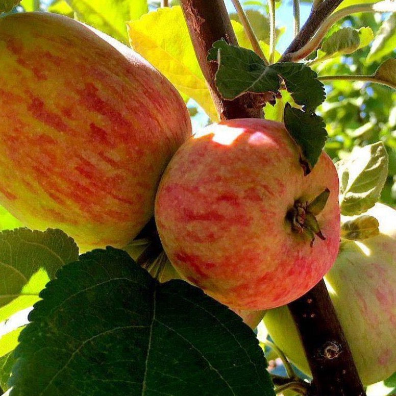 Battleford Apple Tree – Loweys Produce